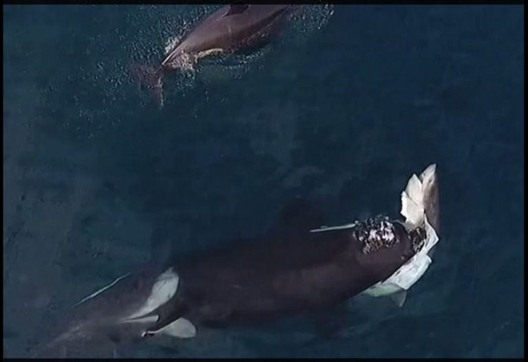 Dead Sharks Are Washing Up With Their Livers Removed