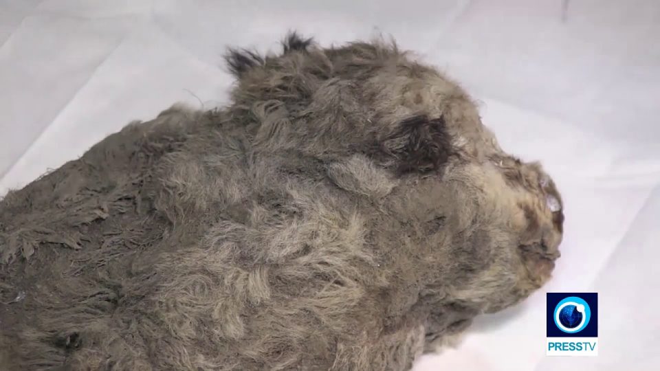 Scientists Plan Cloning This Perfectly Preserved 50,000 Year Old ...