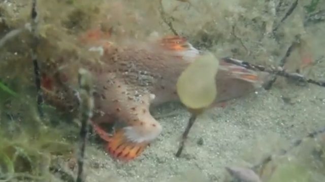 Rare Fish With Hands Found Off Tasmanian Coast