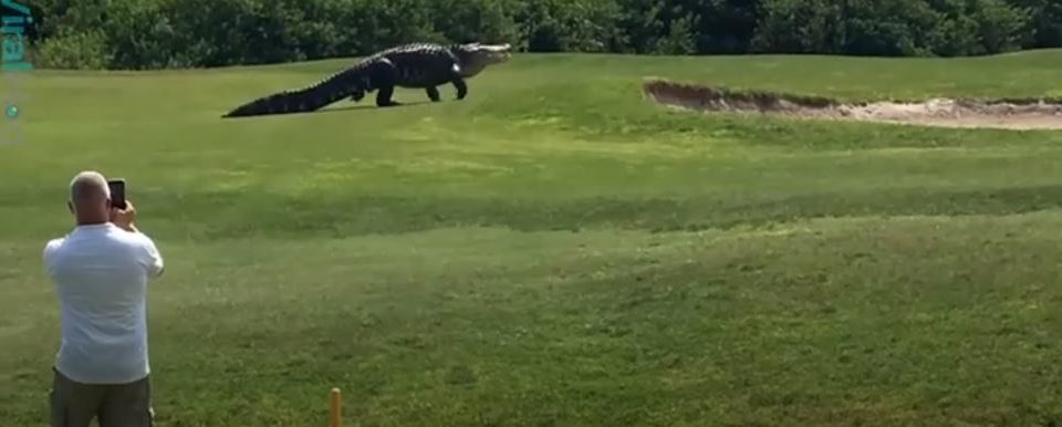 Big F*ck Off Alligator casually strolls across golf course
