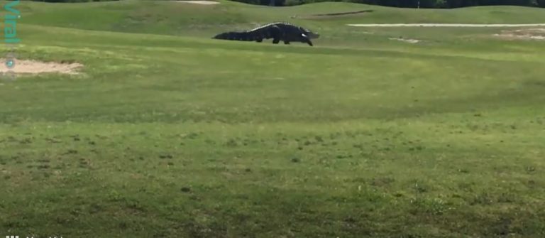 Big F*ck Off Alligator casually strolls across golf course