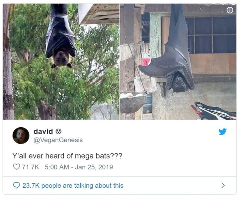 The Internet freaked out when they realised 'Mega Bats' are a thing