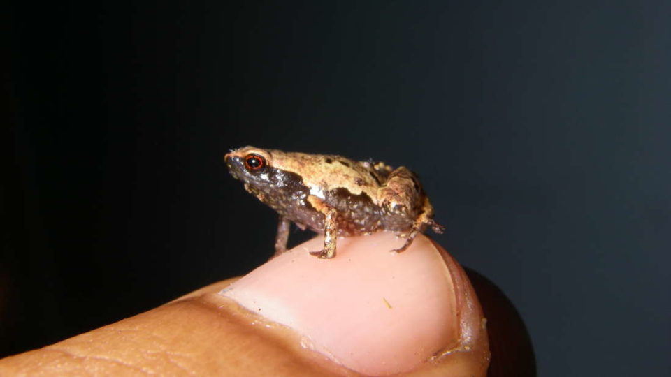 These tiny frogs have been discovered and their names are f**ken mint