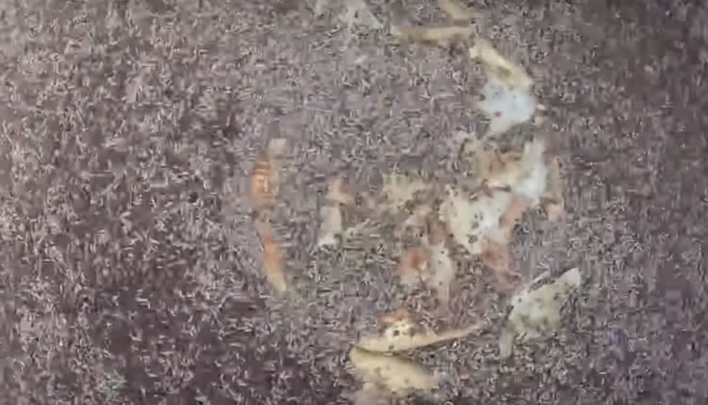 F**ked up science experiment shows 10,000 maggots eating a pizza in 2 hours