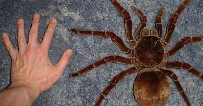 Meet the f***en Goliath Birdeater, largest tarantula in the world