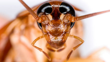 Cockroaches Are Evolving To A Point Where They ll Be Immune To All Bug Cockroaches Are Evolving To A Point Where They ll Be Immune To All Bug