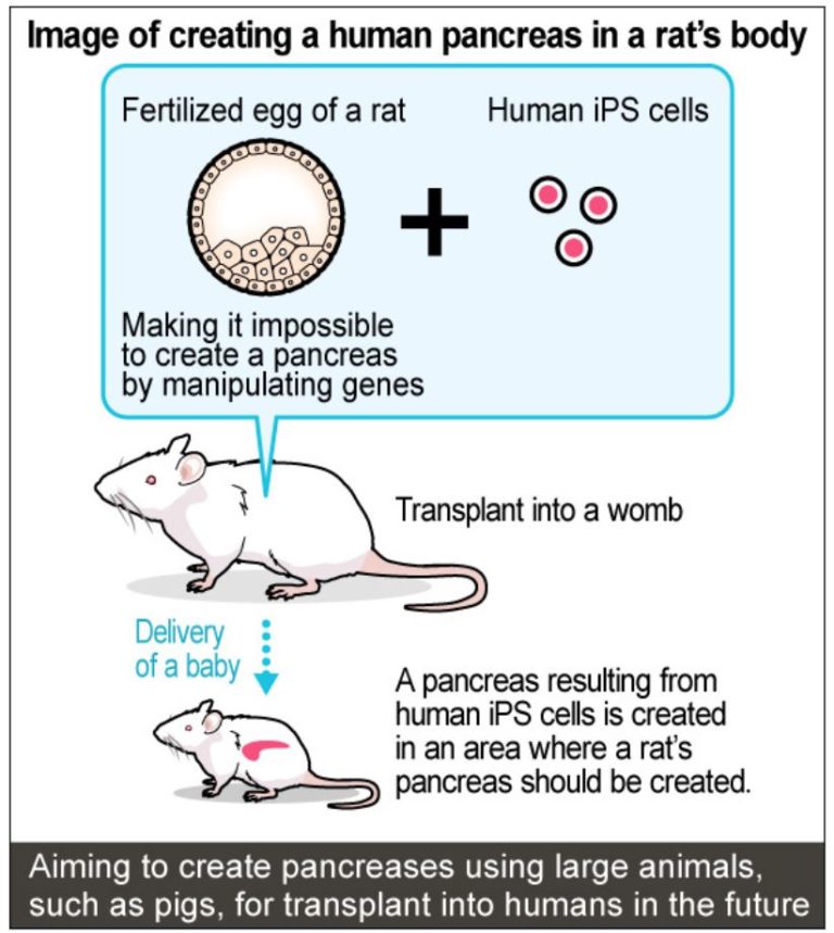 Japan approves first ever experiment to create human-animal hybrids