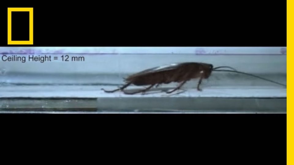 Cockroaches are evolving to a point where they’ll be immune to all bug ...