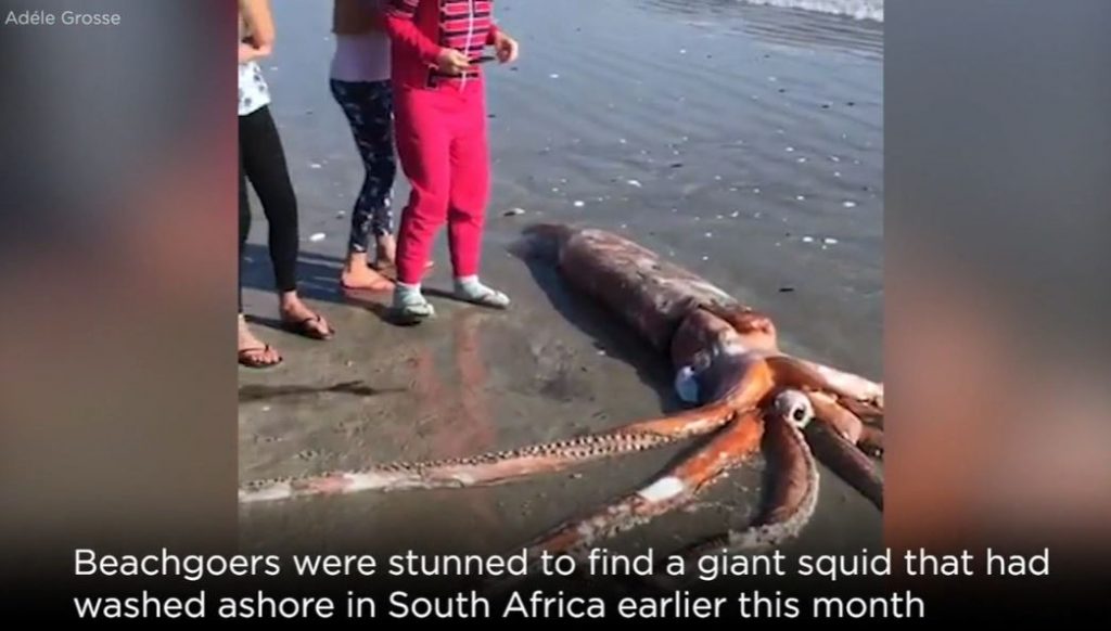 F#*k-off big bloody Giant squid washes up on South African beach