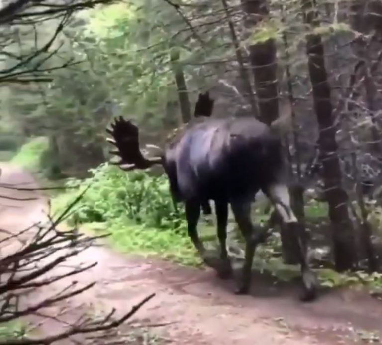 Unique camera angle shocks internet with how big bloody moose can get