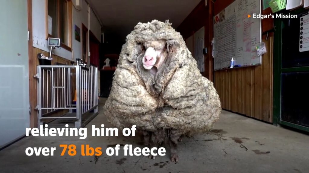 Escaped sheep rescued from 35kg fleece