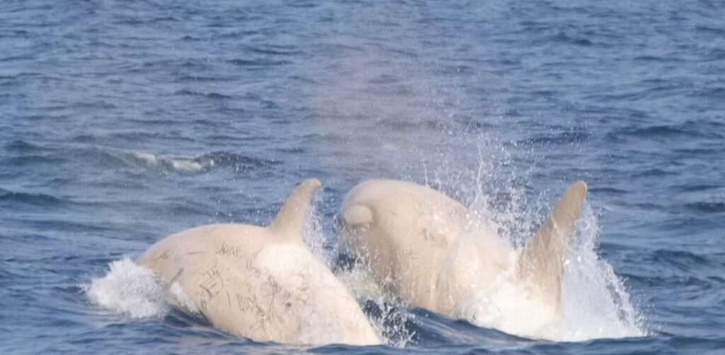 Two rare white orcas spotted off the coast of Japan